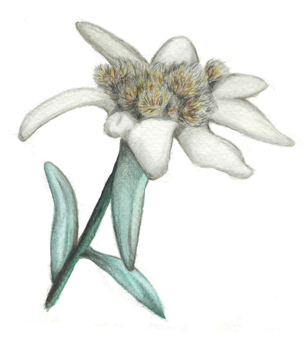 Lo Scarpone - Una stella “poco” alpina