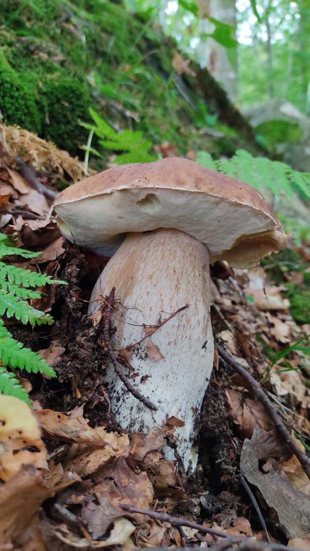 Lo Scarpone - Si fa presto a dire porcino