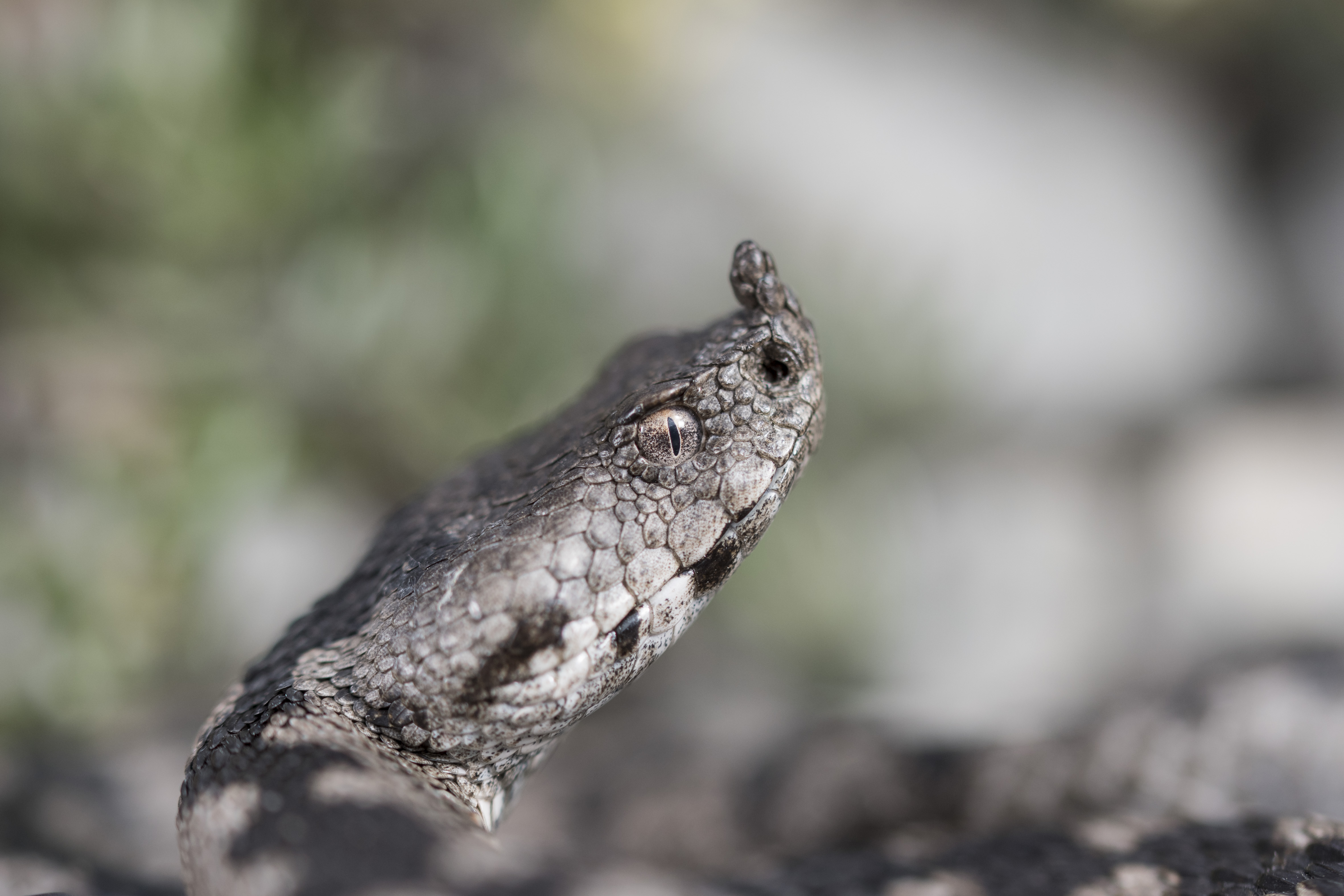 Lo Scarpone - Vipera, i consigli dell'esperto: "Non attacca quasi mai ...