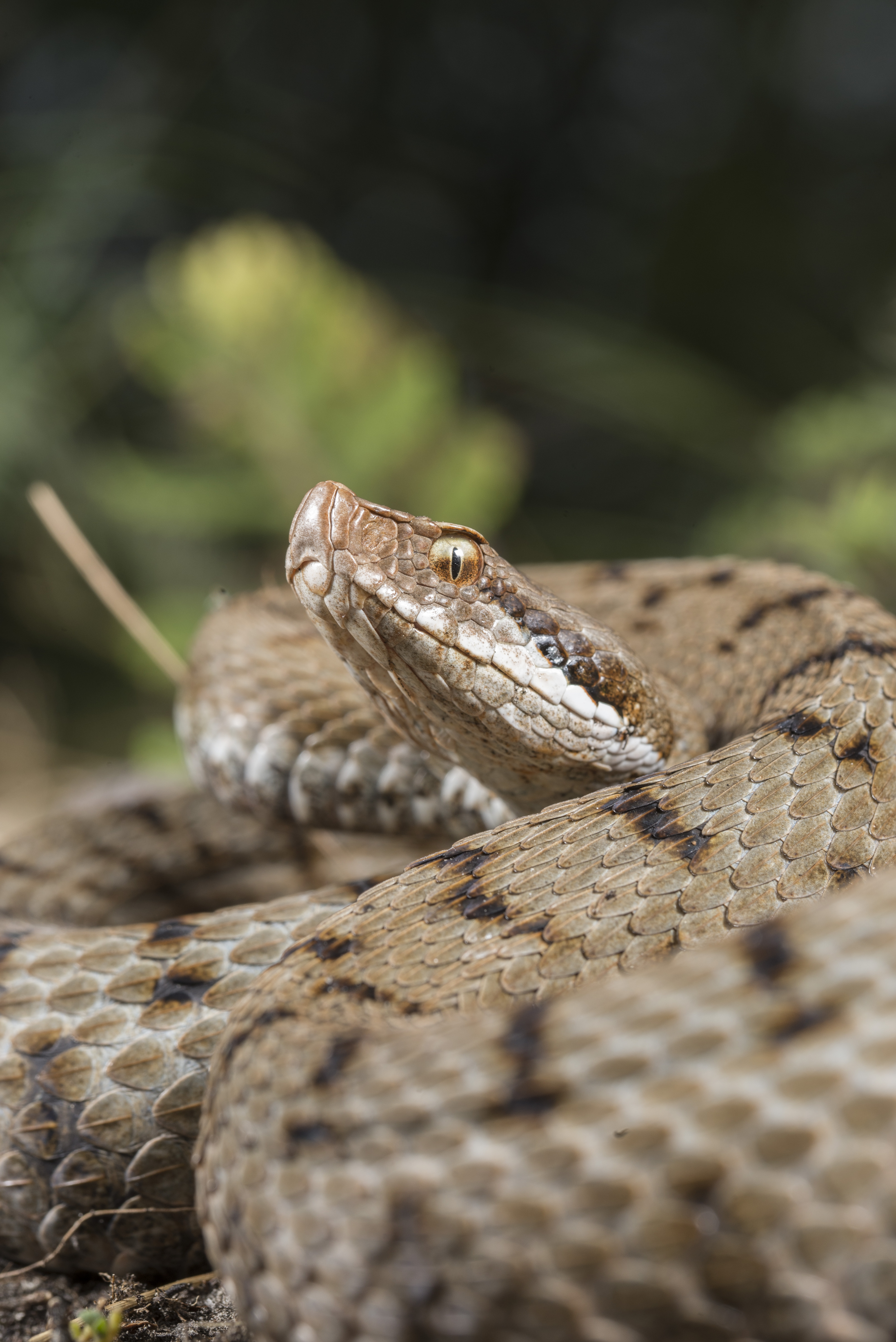 Lo Scarpone - Vipera, i consigli dell'esperto: "Non attacca quasi mai ...