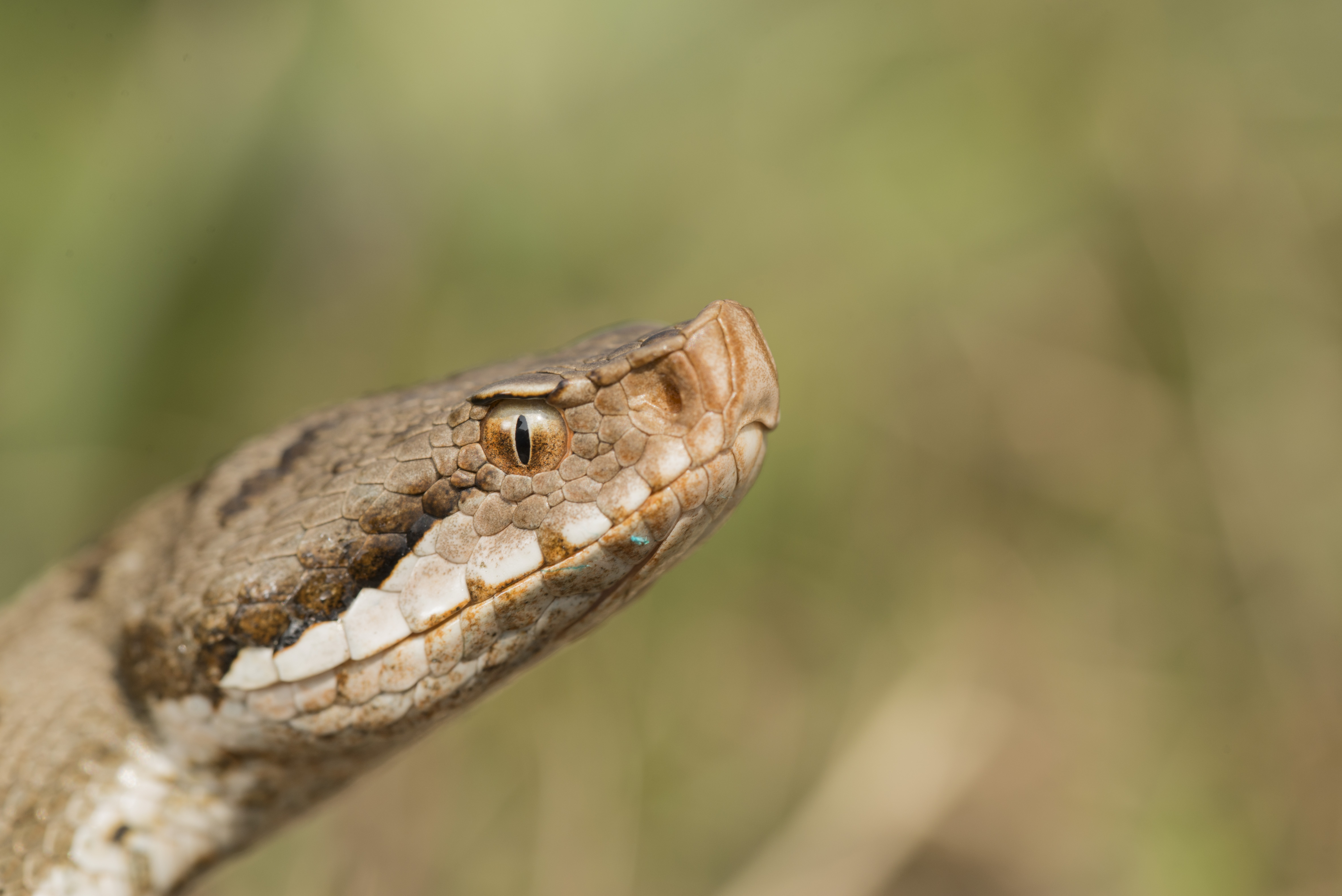 Lo Scarpone - Vipera, i consigli dell'esperto: "Non attacca quasi mai ...