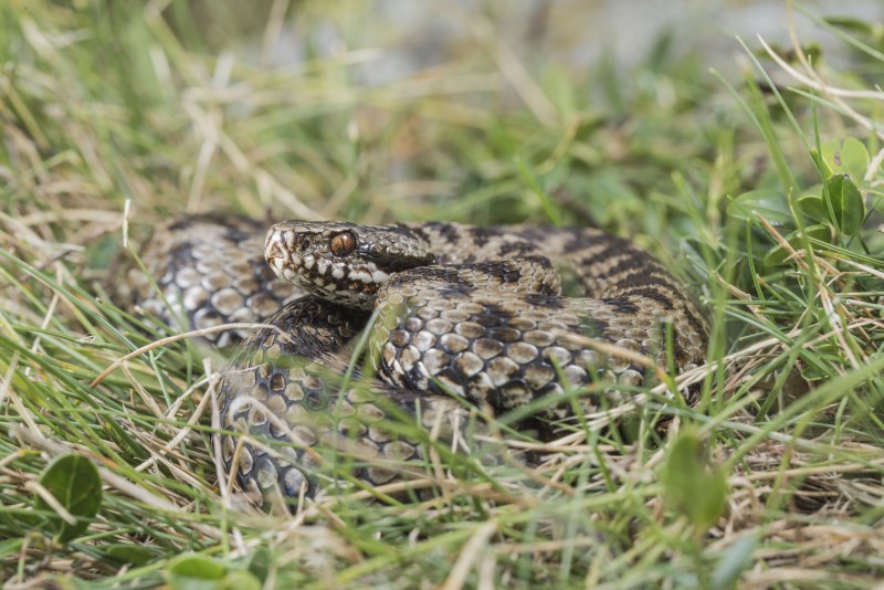 Lo Scarpone - Vipera, i consigli dell'esperto: "Non attacca quasi mai ...