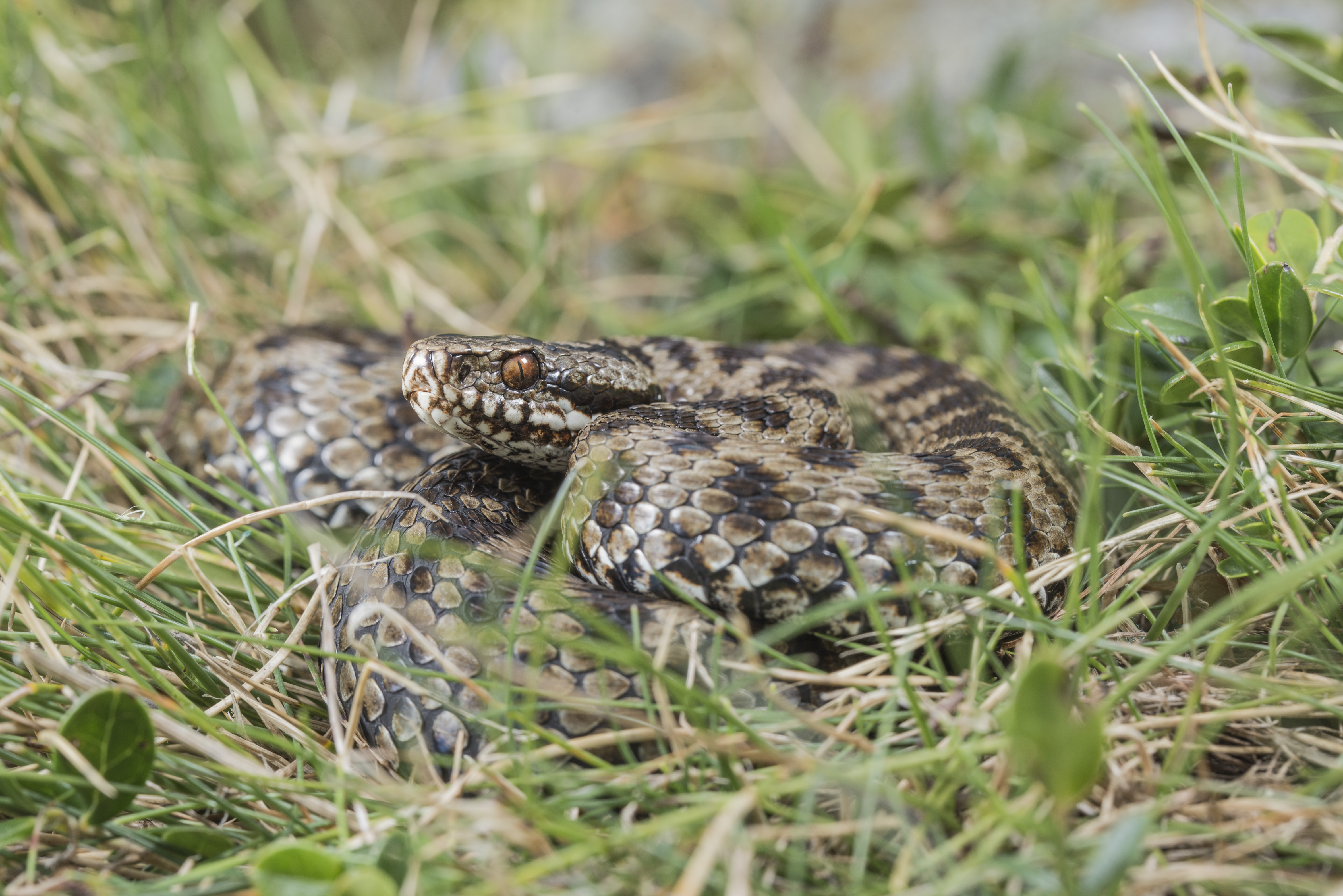Lo Scarpone - Vipera, i consigli dell'esperto: "Non attacca quasi mai ...