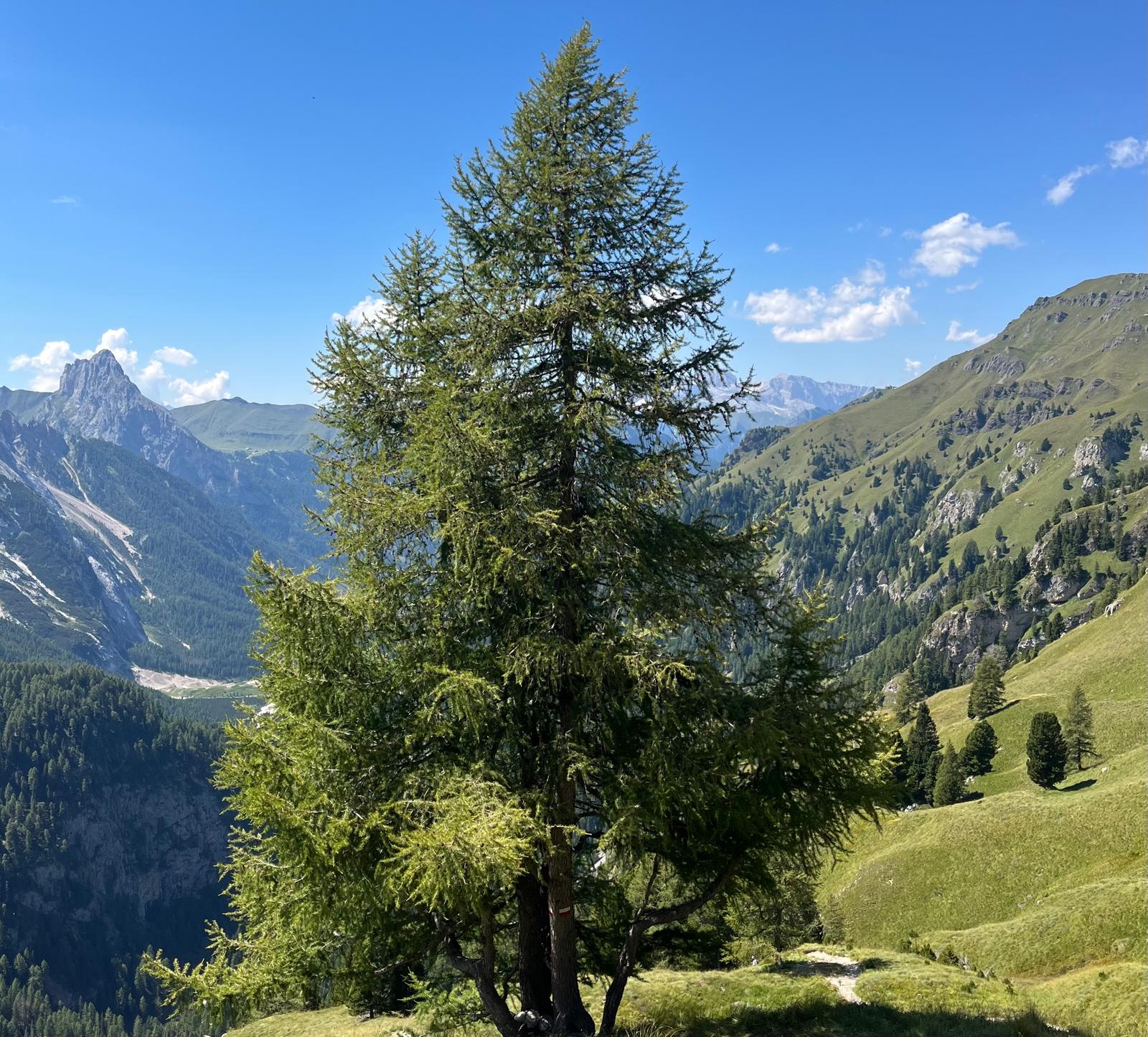 Lo Scarpone - Quattro custodi verdi dell’alta quota: abete rosso ...